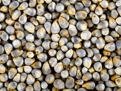 Millets - Environment Notes
