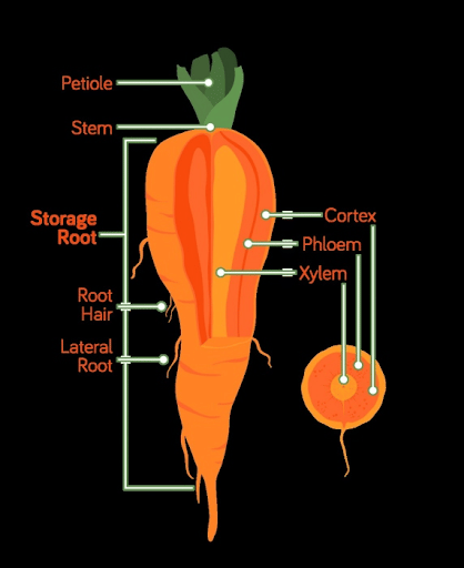 Storage Roots - Environment Notes