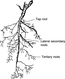 Root Types - Environment Notes
