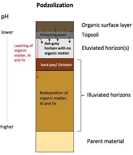 Podzolization - Agriculture Notes