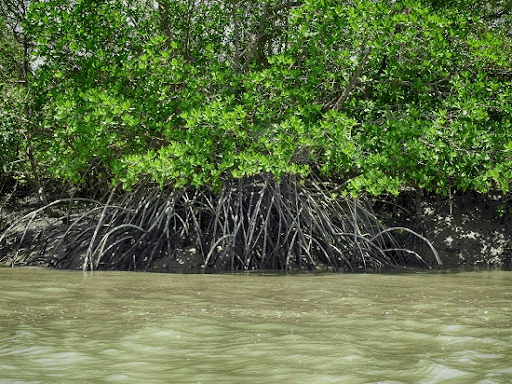 Sundarbans Delta - Geography Notes