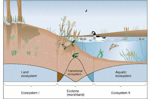 Ecotone - Environment Notes