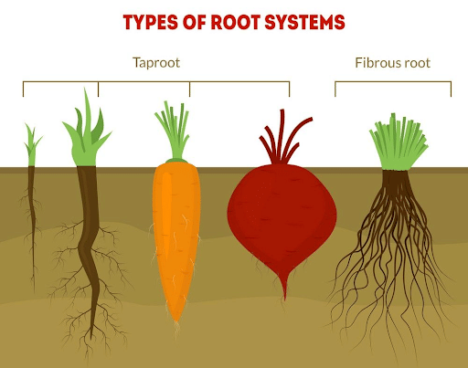 Tap Root System - Agriculture Notes