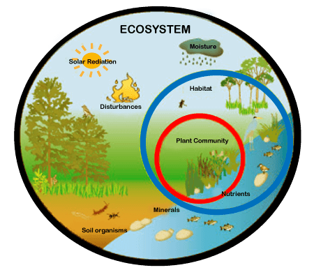 Levels of Organisations in Ecology - Environment Notes