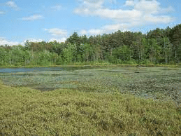 Classification of Wetlands - Environment Notes