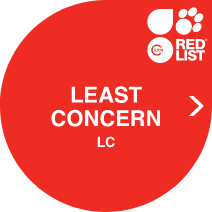 Least Concern (LC) - IUCN Classification - Environment Notes