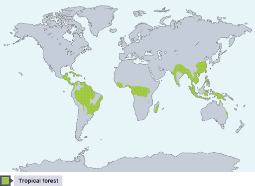Equatorial Rainforest Climate - Geography Notes