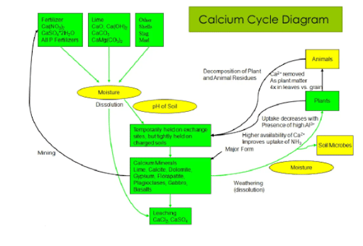 Biogeochemical Cycle - Environment Notes