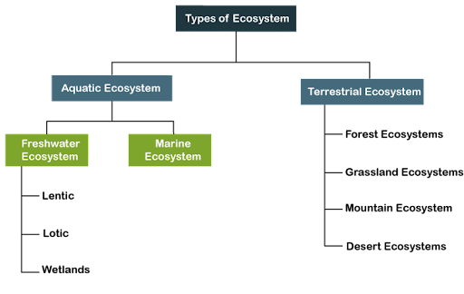 Natural Ecosystem - Environment Notes