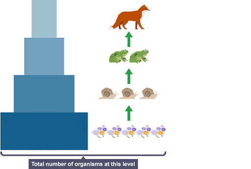 Pyramid of Numbers - Environment Notes