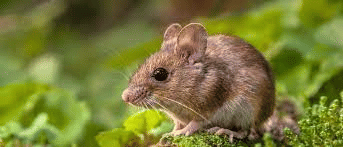 Consumers – Heterotrophs or Phagotrophs - Environment Notes