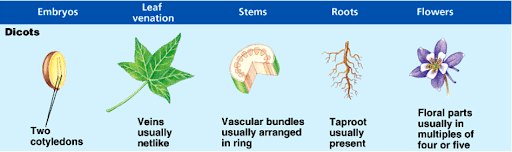 Dicots or Dicotyledons - Agriculture Notes