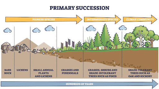 Primary Succession - Environment Notes