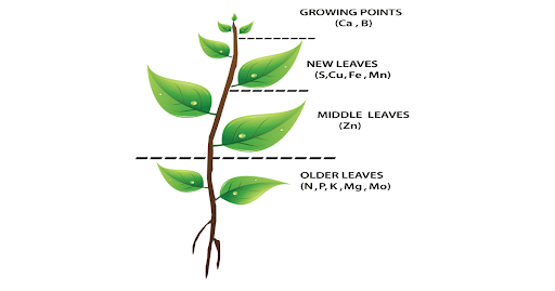 Macronutrients - Elements Required in Plant Growth - Agriculture Notes