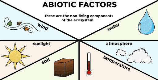 Abiotic Components - Environment Notes