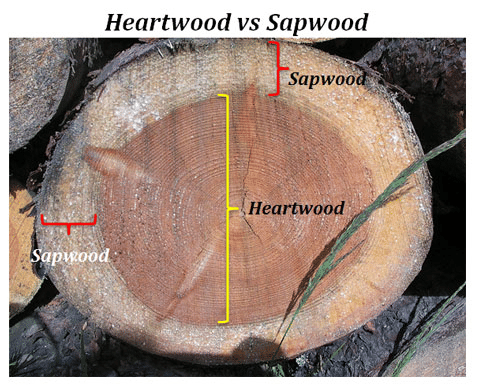 Sapwood (Xylem)- Environment Notes