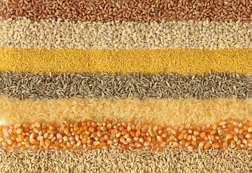 Cereals - Agriculture Notes