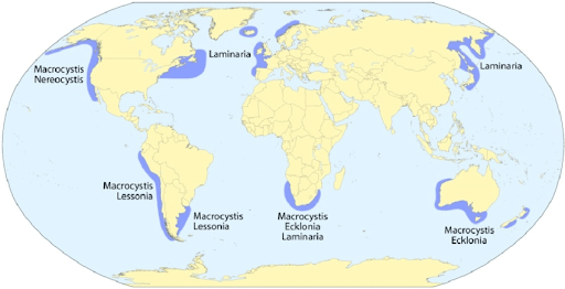 Seaweeds - Environment Notes