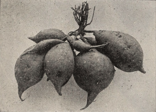 Fibrous Root System - Agriculture Notes