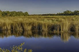 Coastal Wetlands - Environment Notes