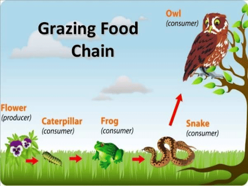 Grazing Food Chain - Environment Notes