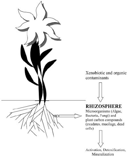 Types of Phytoremediation - Environment Notes
