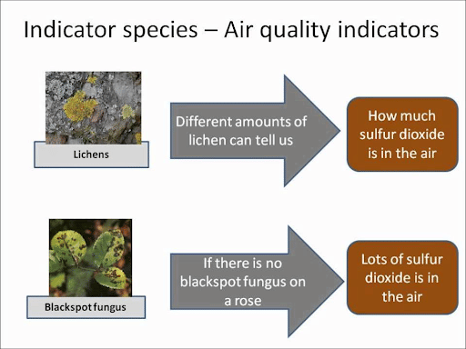 Indicator Species - Environment Notes