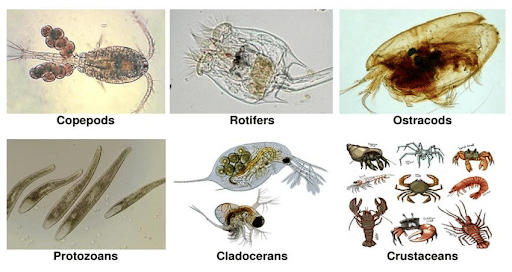 Marine Organisms - Environment Notes