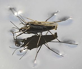 Aquatic Organisms - Environment Notes