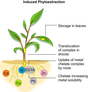 Phytoremediation - Environment Notes