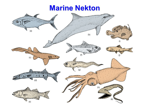 Ocean Nekton