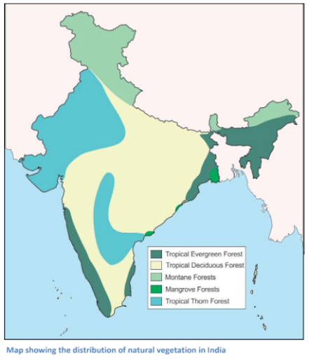Montane Forest Map