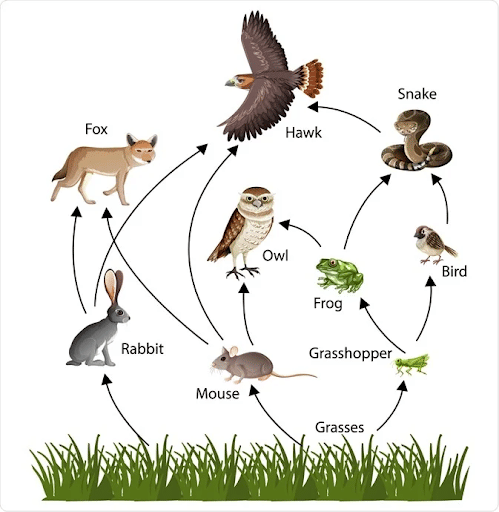 Food Web - Environment Notes