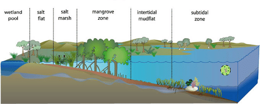 Environmental Benefits of Estuary Ecosystem - Environment Notes