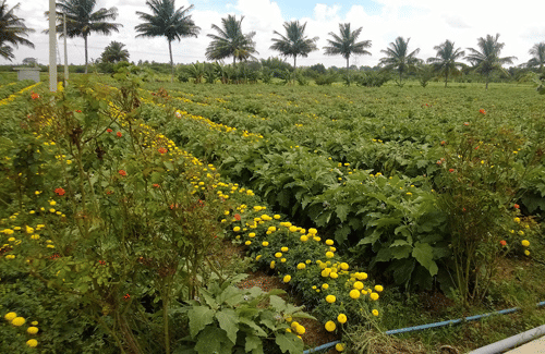 Mixed Cropping - Agriculture Notes