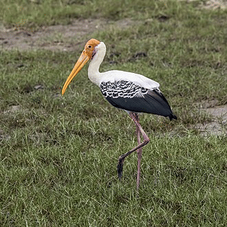 Painted Stork: Habitat, Characteristics, and Conservation
