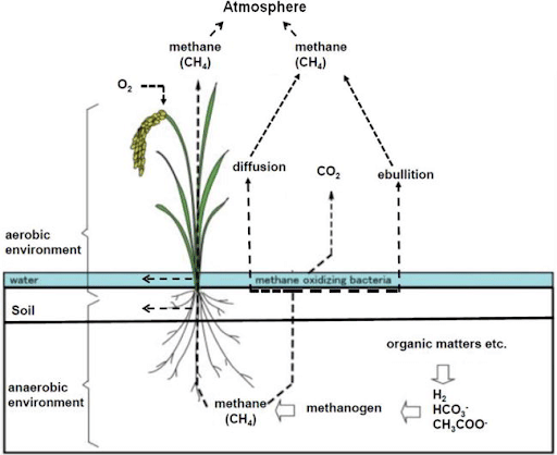 ‘Methane Emissions in Livestock and Rice Systems’ : A Report Published ...