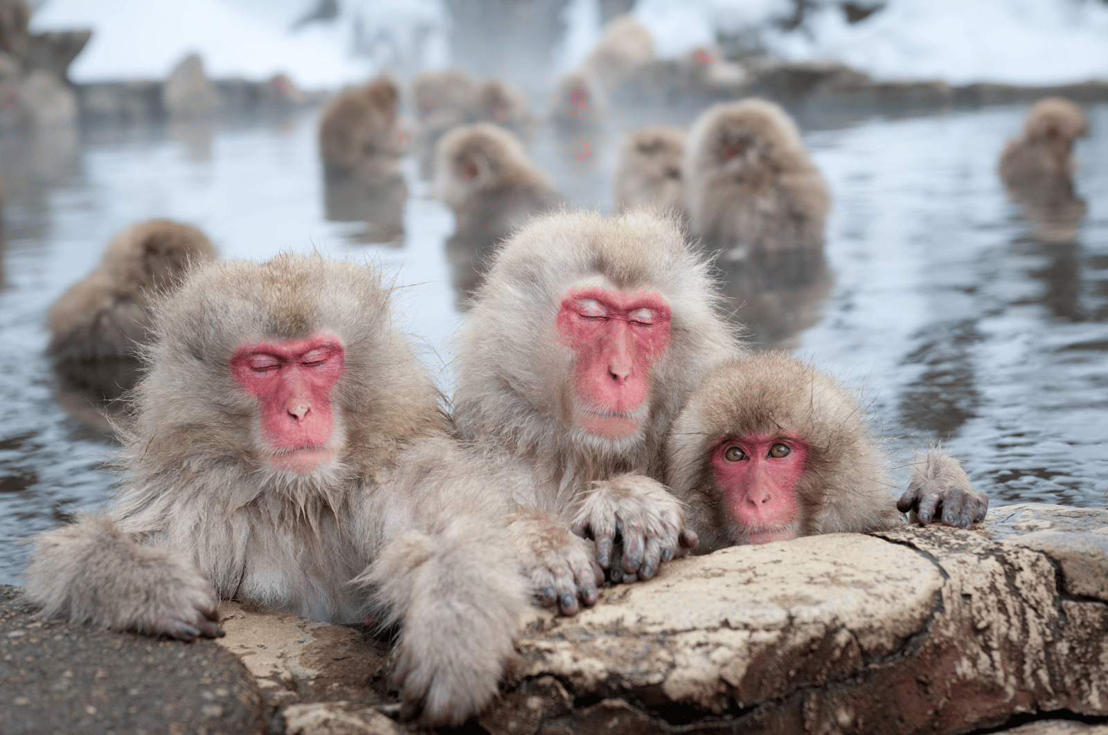 Snow Monkeys of Japan: Nature’s Hot Spring Bathers